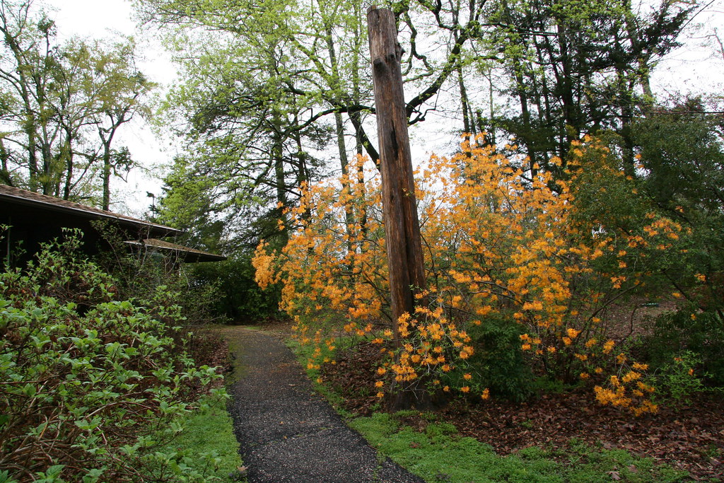 Rhododendron austrinum - Florida Azalea - Orange Azalea - Florida Flame ...