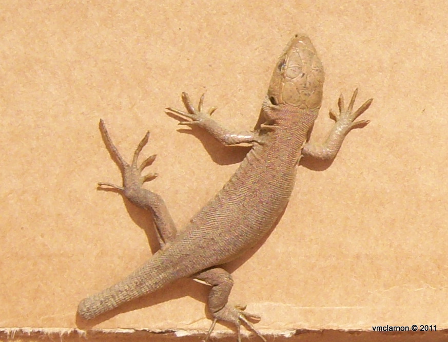 Erdevik - Visual diary: Guster i Fruska Gora