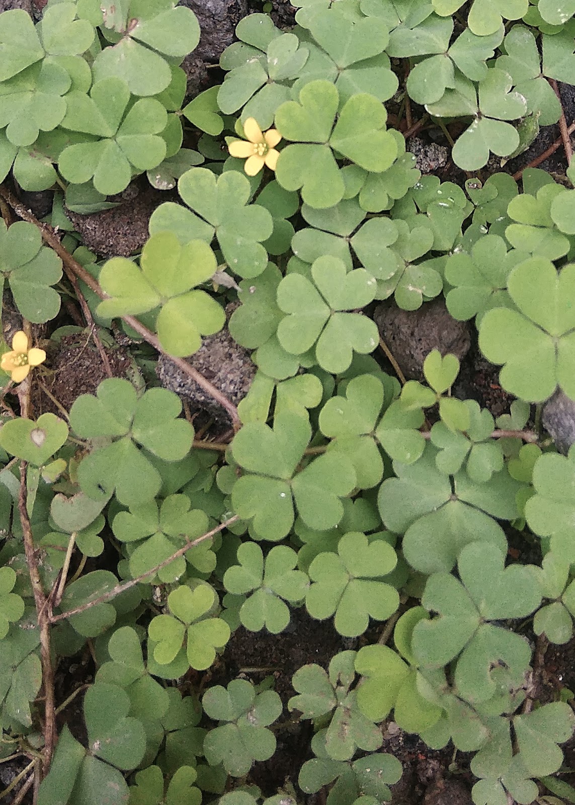 SEMANGGI, SI RUMPUT KECIL DARI HUTAN YANG KAYA MANFAAT | AJENG NATASSIA ...