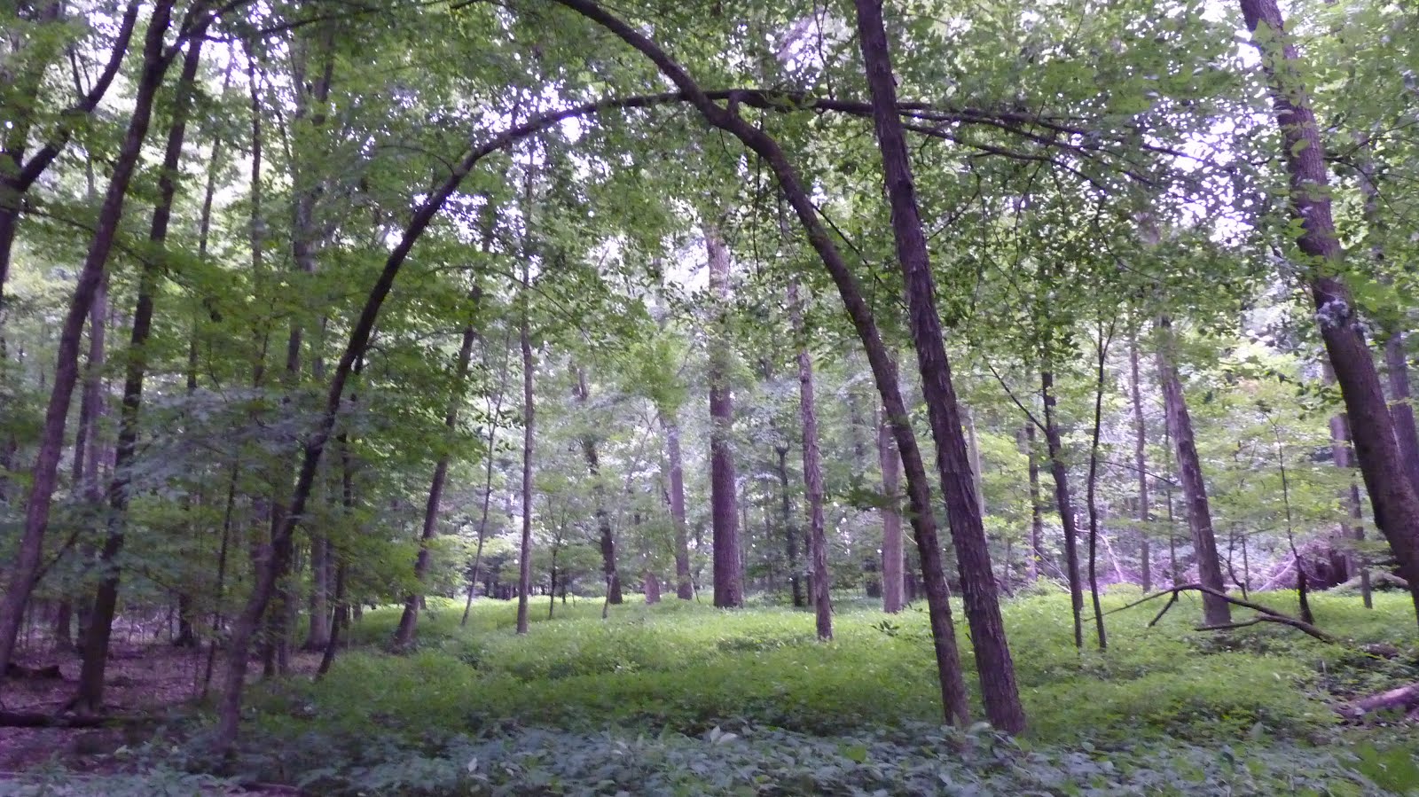 here and there: Virgin forest, Ohio