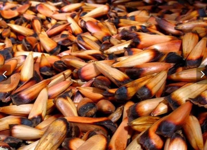 Destino Coñaripe: TEMPORADA DE PIÑONES: LAS DESCONOCIDAS BONDADES DE UN ...