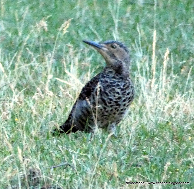 Aves del NOA y algo mas..: Carpintero Pitío (Colaptes pitius)