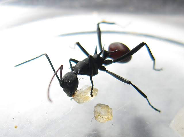 Photos and Info on Ants and Termites of Malaysia: Polyrhachis sp