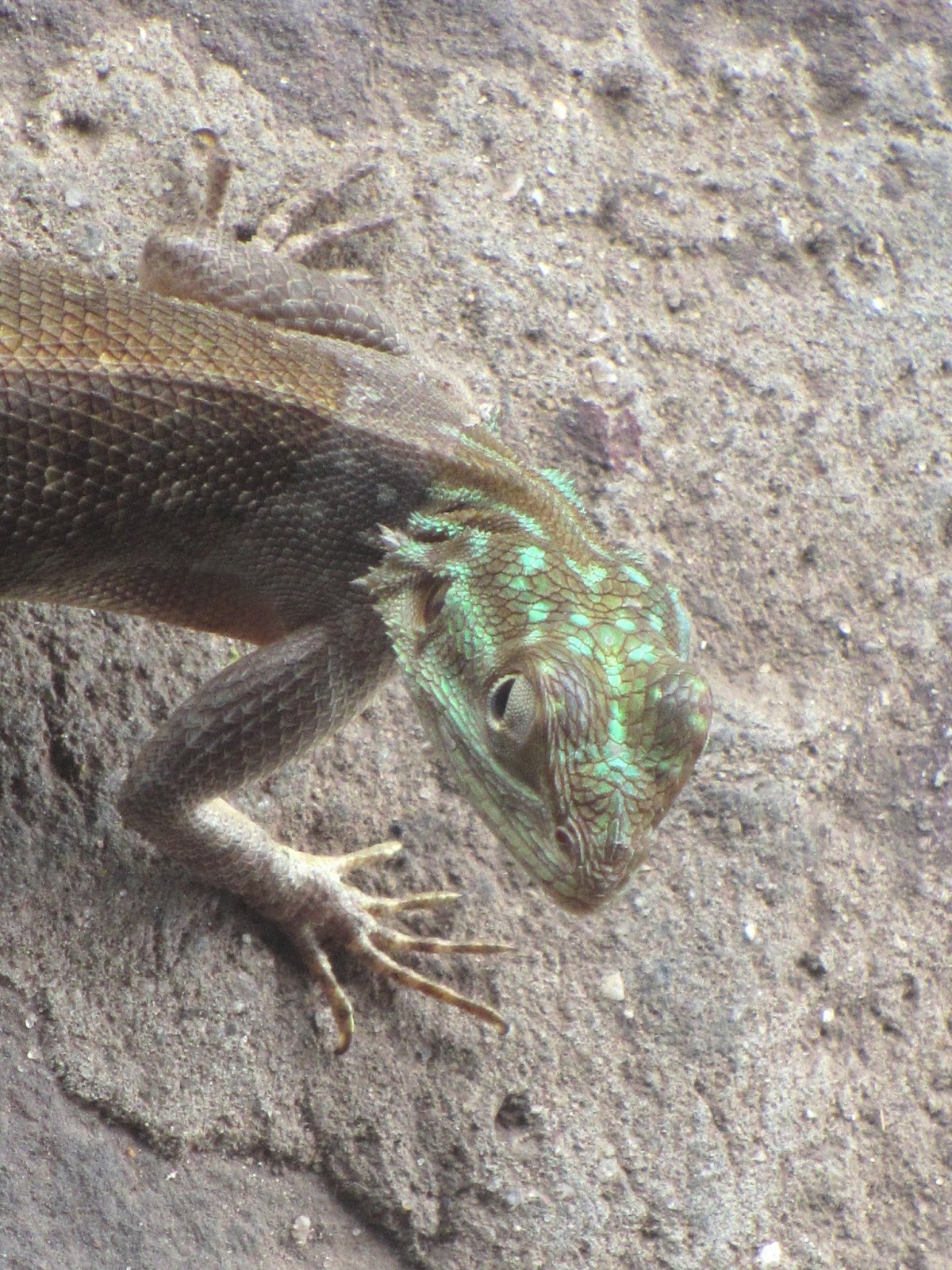 Cannundrums: Red-Headed Rock Agama