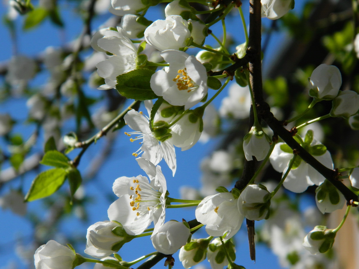 LA MULTI ANI, ROMANIA!: Pom inflorit cu flori albe