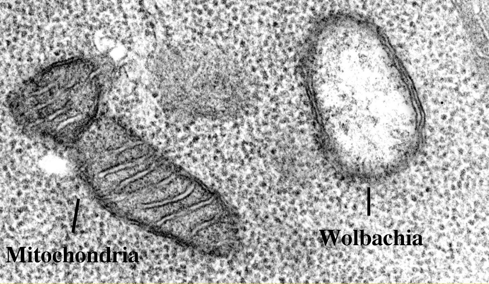blogorrhea: Science on the Desktop