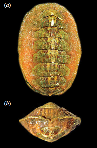Sciency Thoughts: Understanding enrolment behaviour in Chitons.
