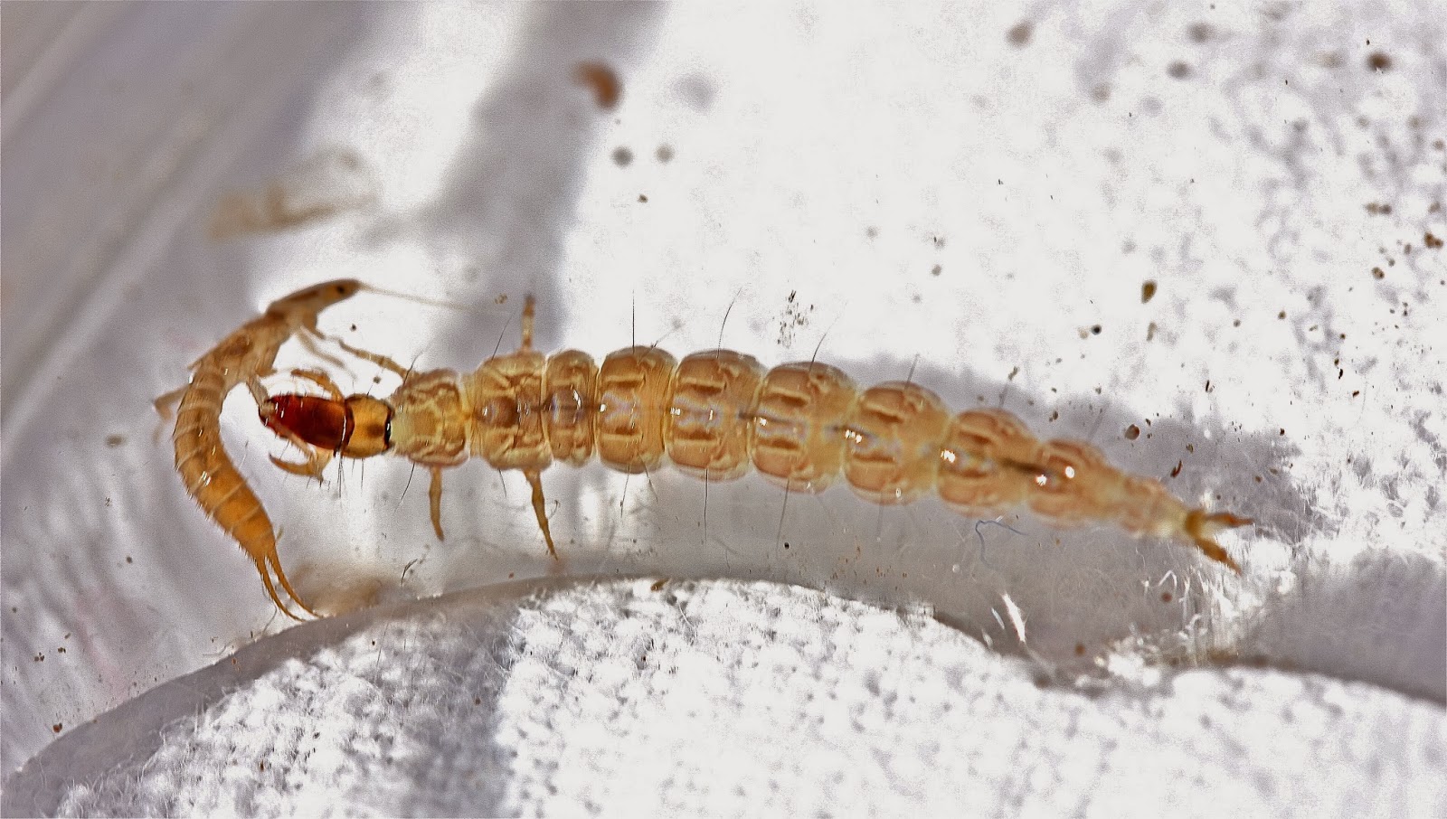 Aquatic Insects of Central Virginia: The freeliving caddisfly larva ...