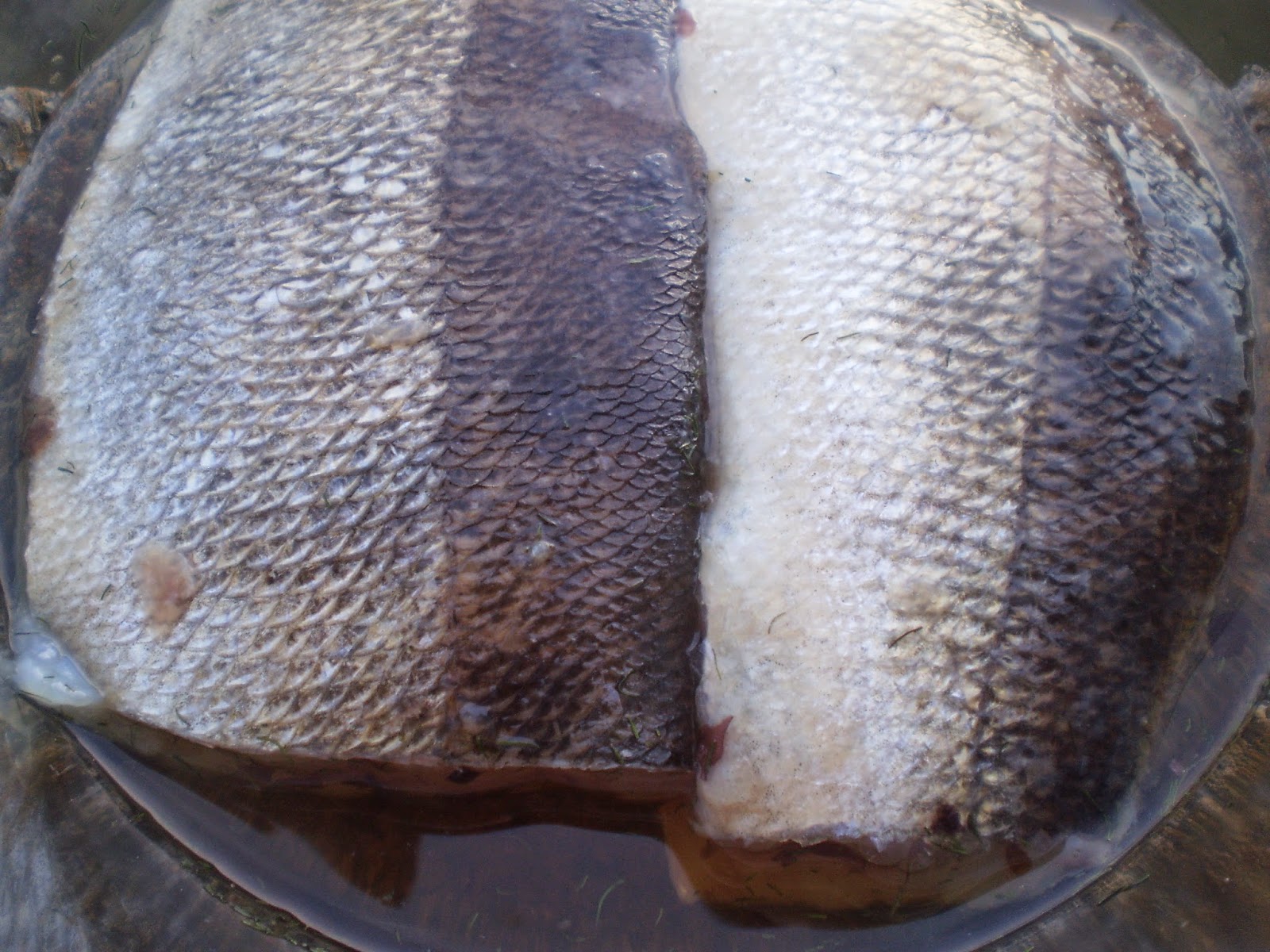 vinotava1: MAZSĀLĪTS ZANDARTS