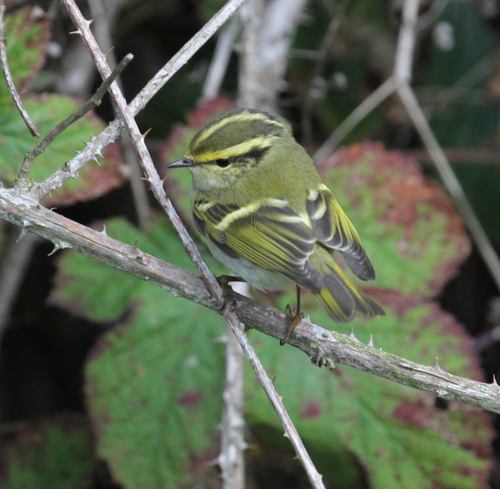 We Bird North Wales: Birding Blighty : Bird and Wildlife Watching in ...
