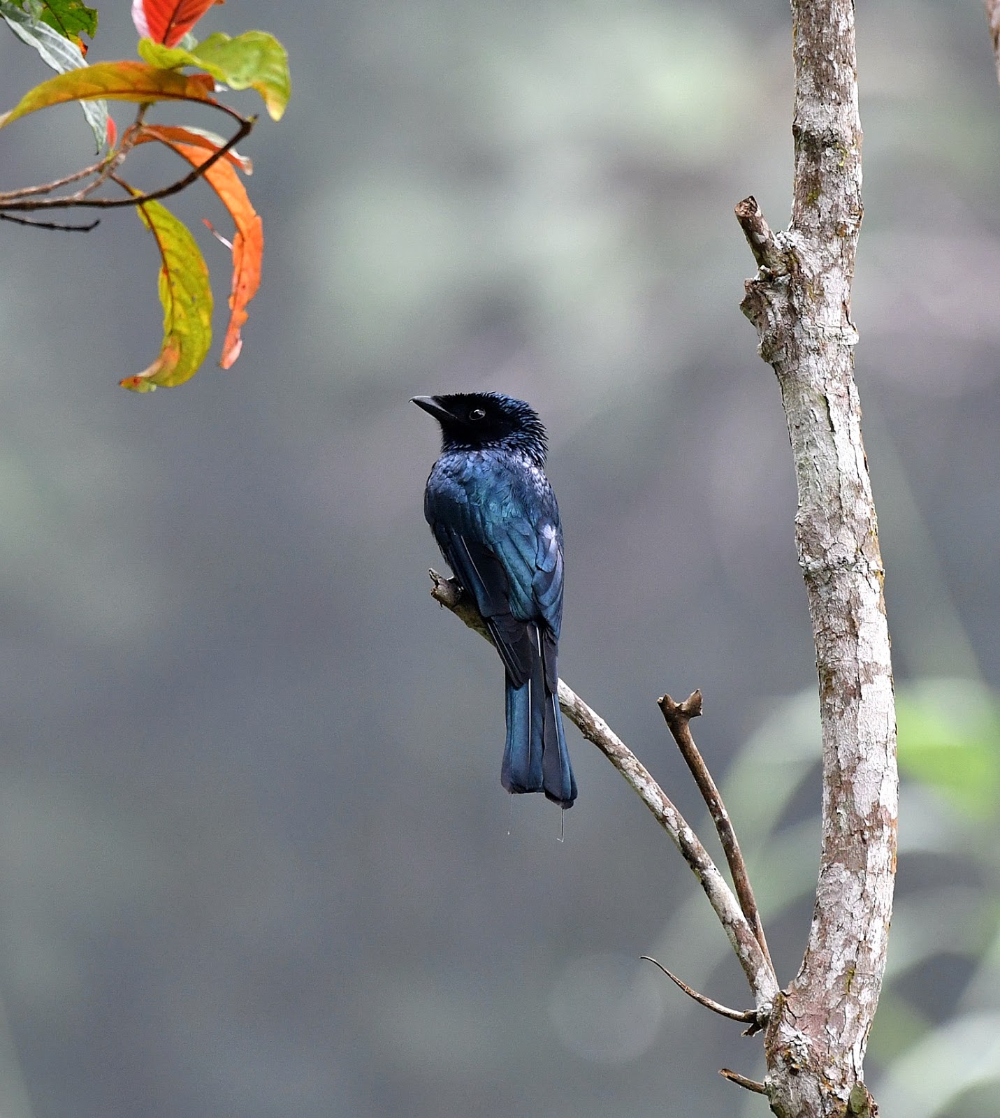The Life Journey in Photography: Lesser Racket-tailed Drongo @ Fraser's ...