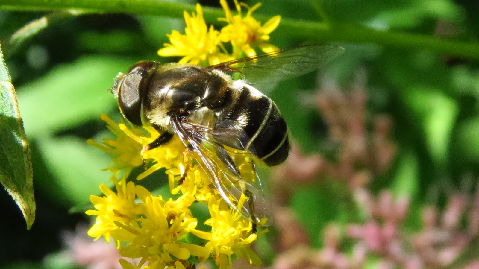 Jericho, Vermont Photos: Vermont Native Plants & Their Visitors ...