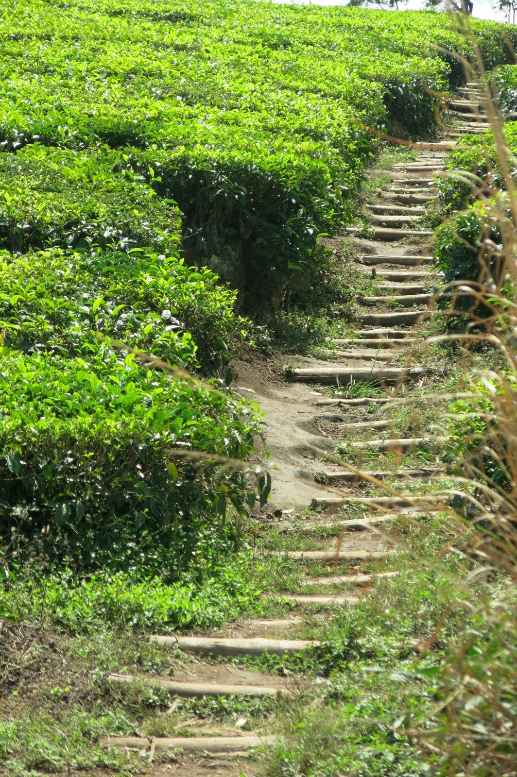 ENJOYING HONDE VALLEY