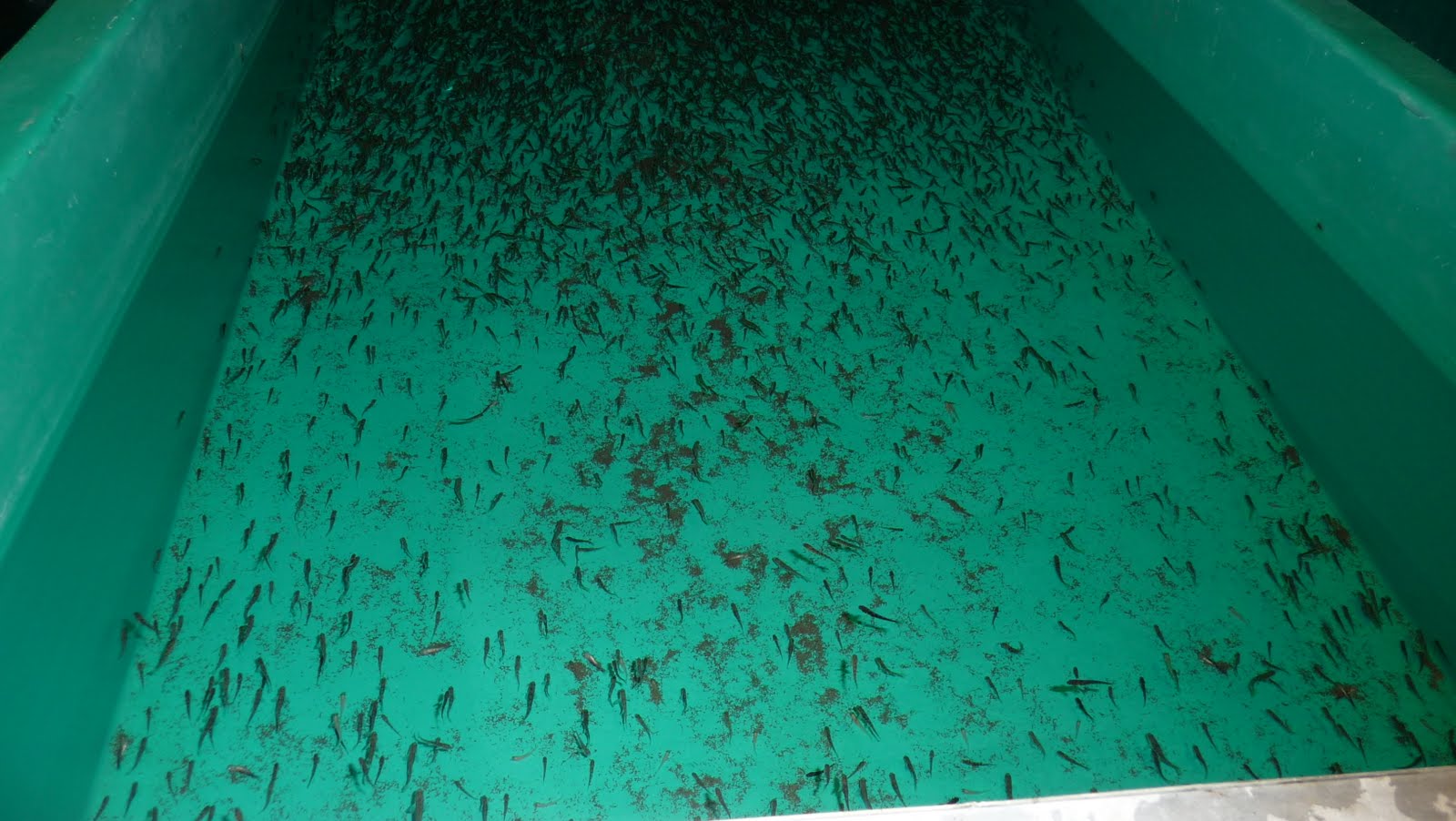 Dutch Love Family: Ruby Marshes