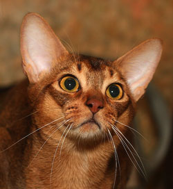 Encyclopedia of Cats Breed: Ruddy Abyssinian Cat | Tawny or Usual