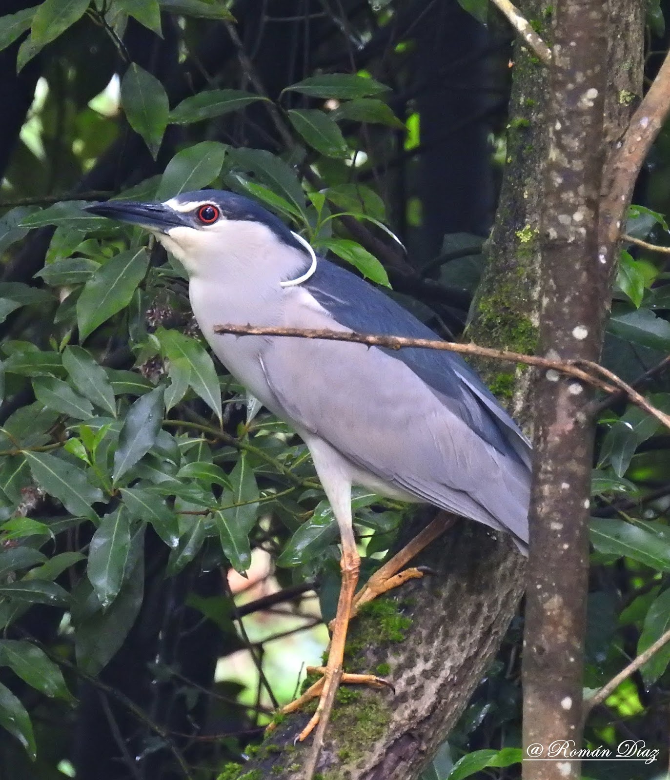 Fotoafición Román: Martinete común (Nycticorax nycticorax)