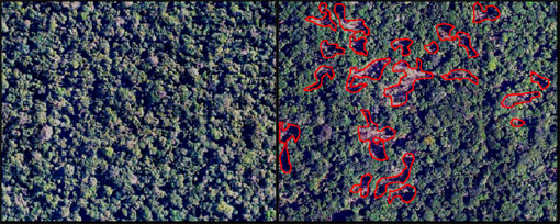 Biodiversity Nexus: After selective logging rainforest retains 76% ...