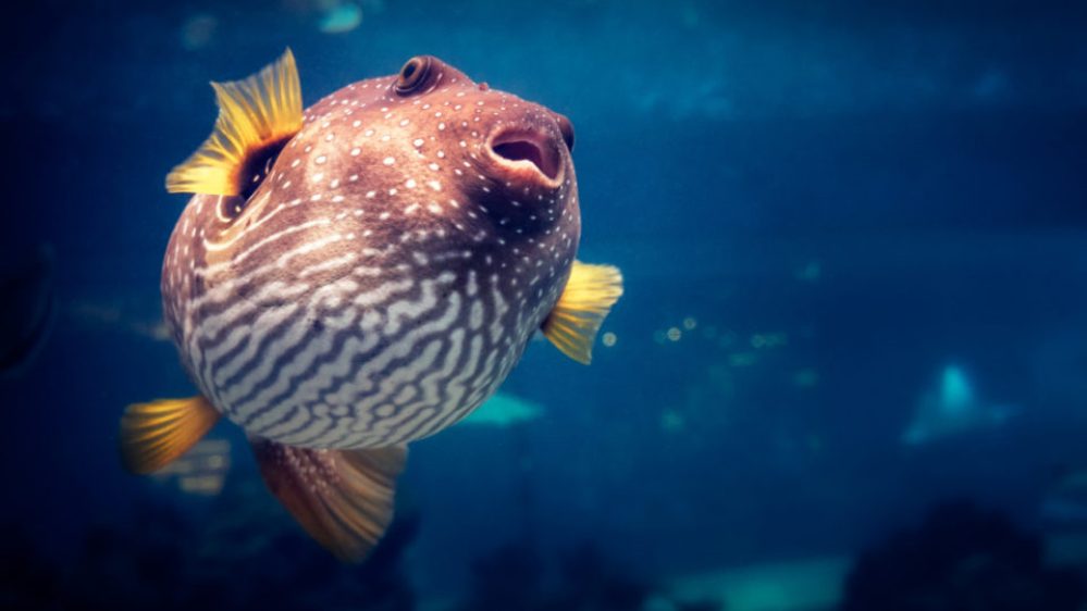 PUFFER FISH photos - wallpapers (ανανεωμένο) | the fun bank