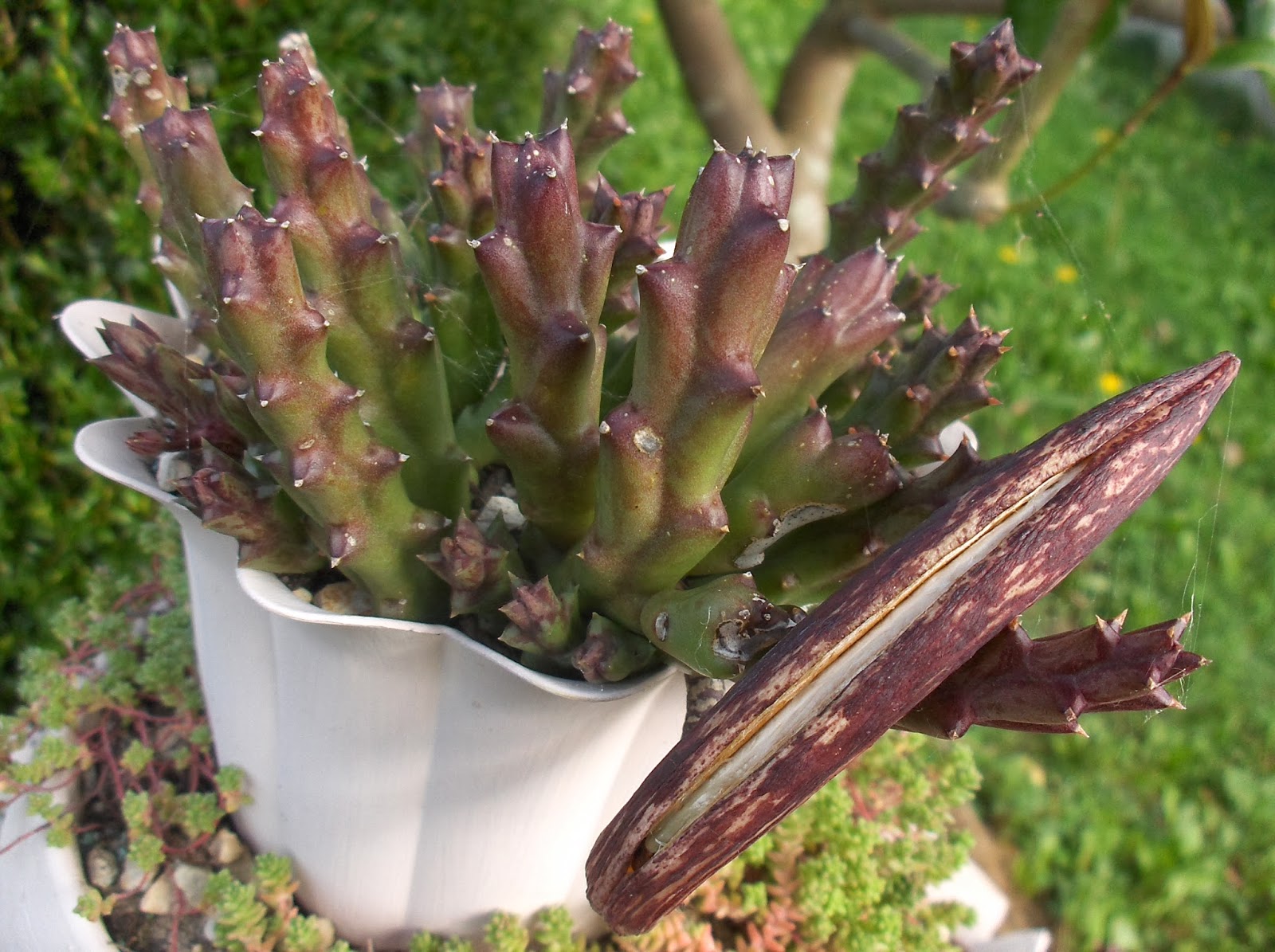 Aprendiz: semillero Orbea variegata (Stapelia variegata)