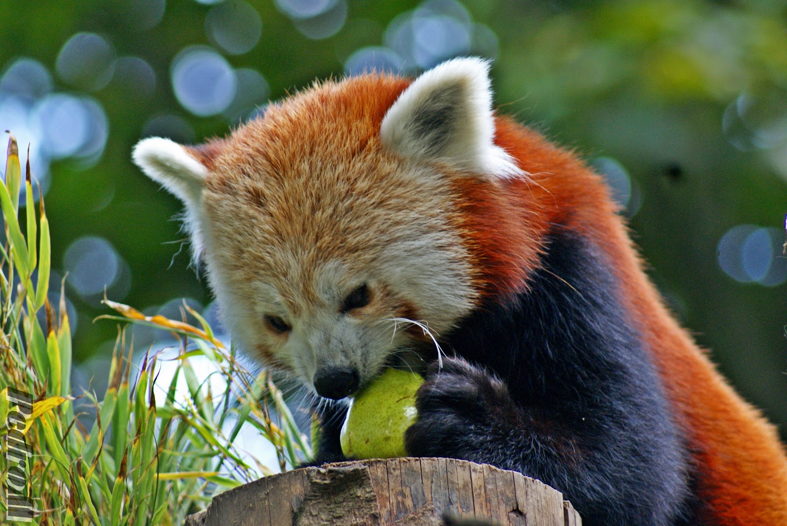 ManuAndPedroPhoto: Osito panda rojo