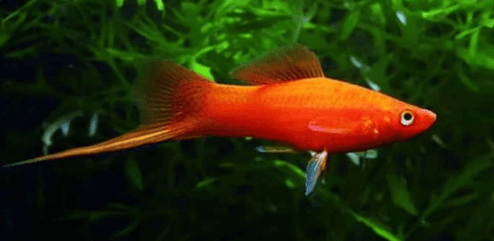 Ikan Pedang - 14 Jenis Ikan Pedang dan Harganya Beserta Cara ...