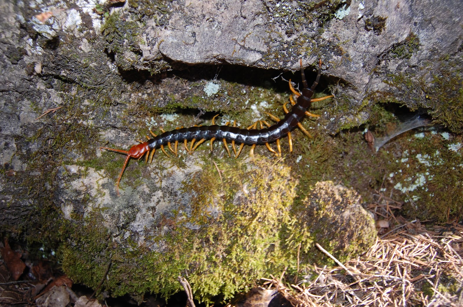 MObugs: Giant Red-Headed Centipede