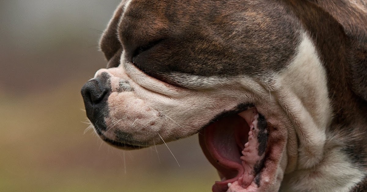 Dog Choking - Causes and Emergency Care of Choking Dog