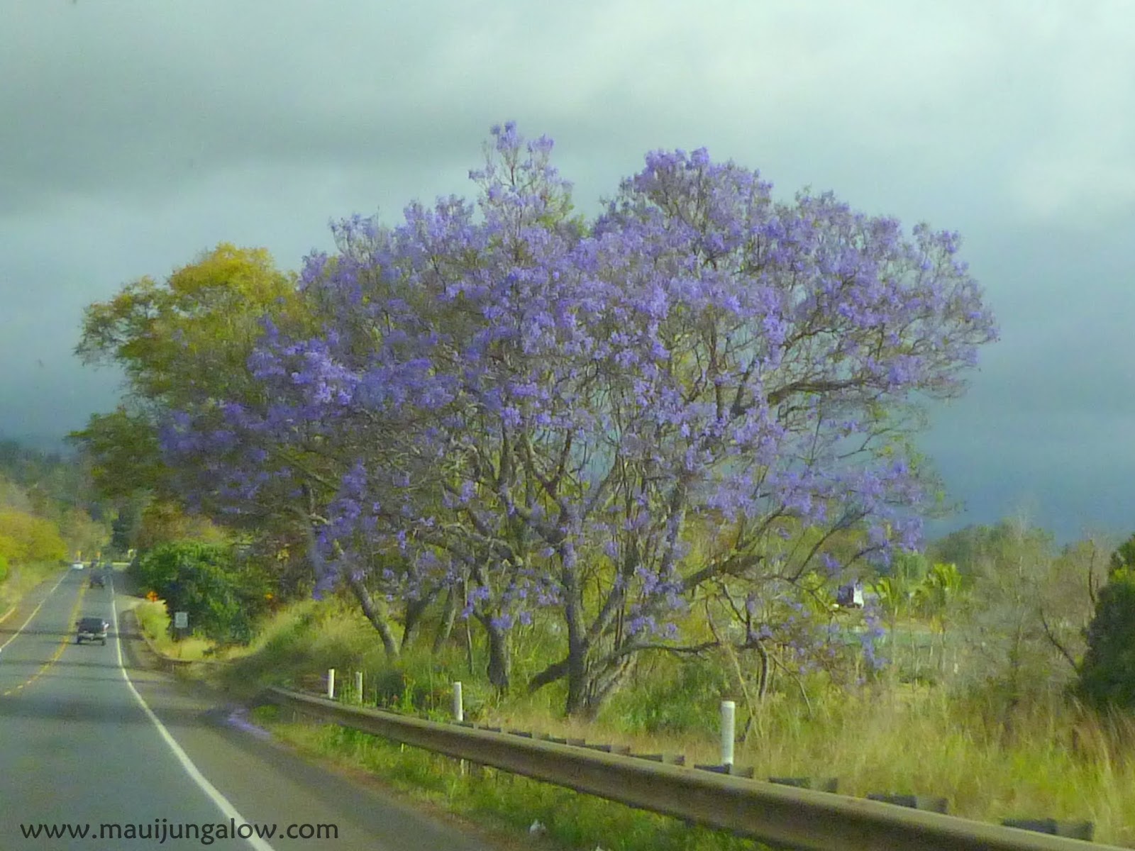 Maui Jungalow: Jacaranda Blooming Upcountry