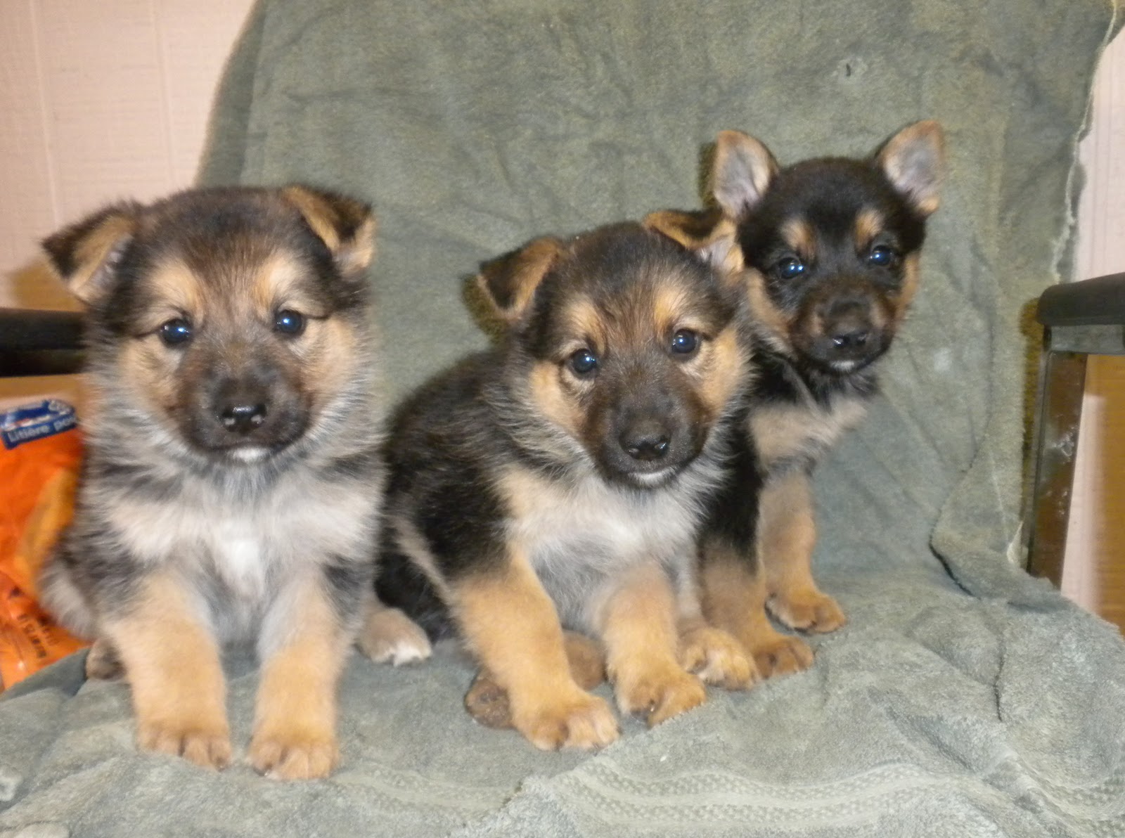 German Shepherds at SDI Kennels: Beautiful Babies 3 girls and 1 boy AKC