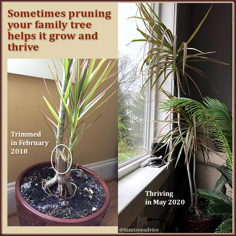 Fortify Your Family Tree: Focus on Goals for a Better Family Tree