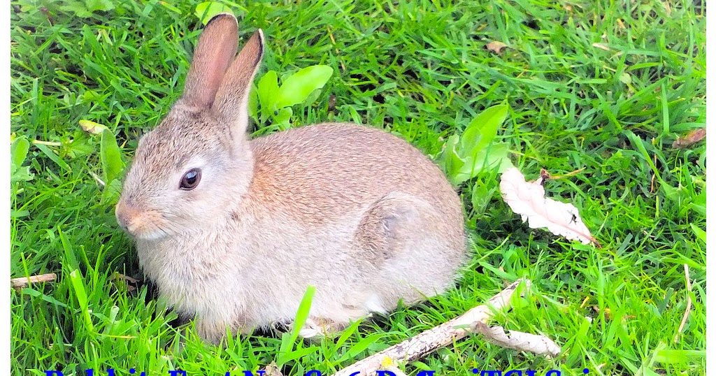 [BEST] 10+ Rabbits Facts : The Pets Animals