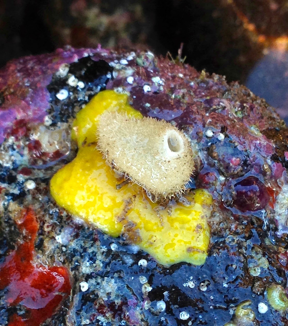 Rafael Microfauna Marina: Sycon sp