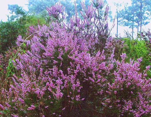 BICHOS de Miguel Torga: Miguel Torga, um pseudónimo