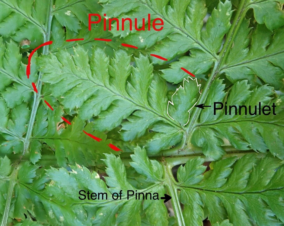 Violets and others: A start into Ferns. Bipinnate or Tripinnate.