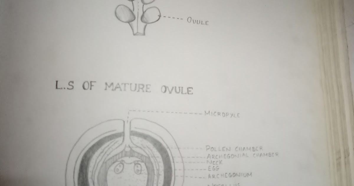 Rekha's blog in Botany: Cycas- L.S. of ovule