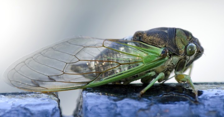 Urban Wildlife Guide: Cicadas Are Coming!
