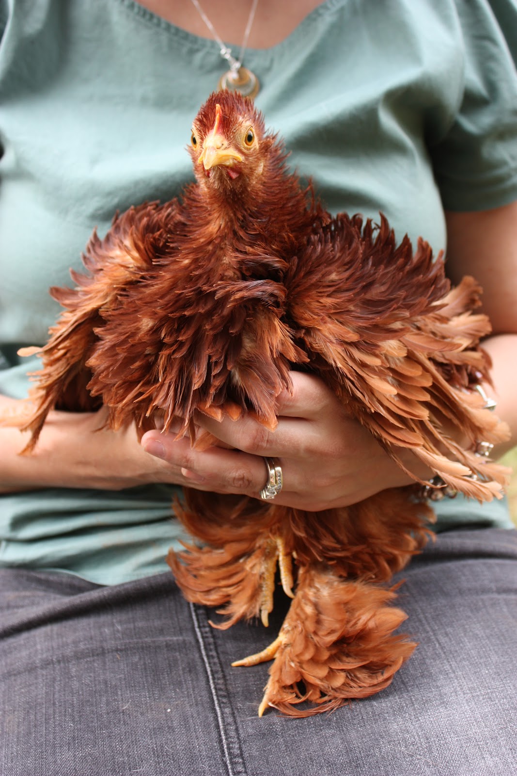 Czar of the Woods Farm: Odd Bird! A Red Frizzle Cochin Bantam Chicken