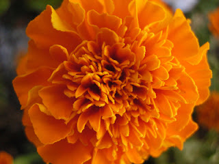 Marigold(Galgoto Flower's Photos Download