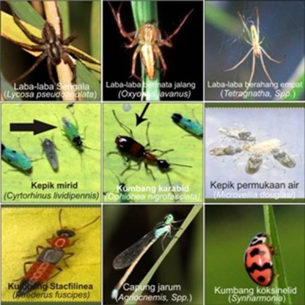 BPP CAMPURDARAT TULUNGAGUNG JAWA TIMUR: PENGENDALIAN HAMA WERENG SECARA ...