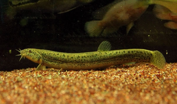 Peixe Dojô ~ FishMania