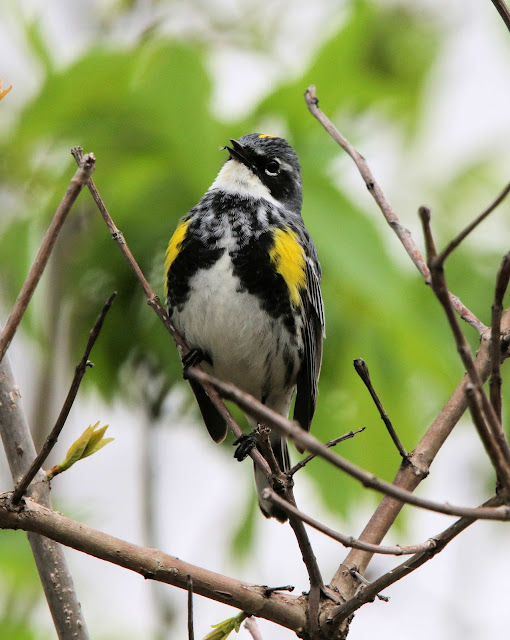 Birds from Behind : And So It Begins...