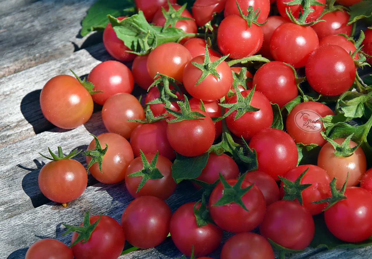 Helenes Tomater: Rose Quartz Multiflora