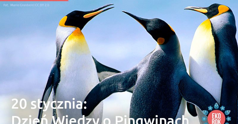 ekogorki: 20 stycznia Dzień wiedzy o pingwinach