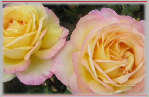 BEST-of-ROSE: MITSOUKO