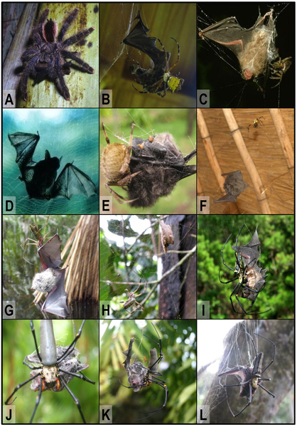 Species New to Science: [Mammalogy / Ecology • Arachnology • 2013] Bat ...