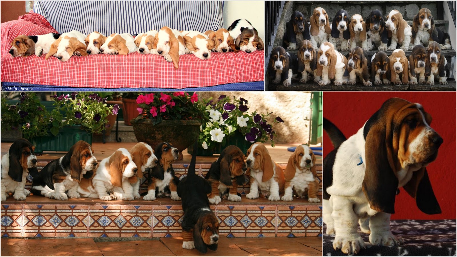 Criadores Españoles de Basset Hound