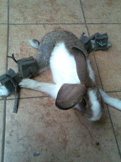 rabbit with broken legs