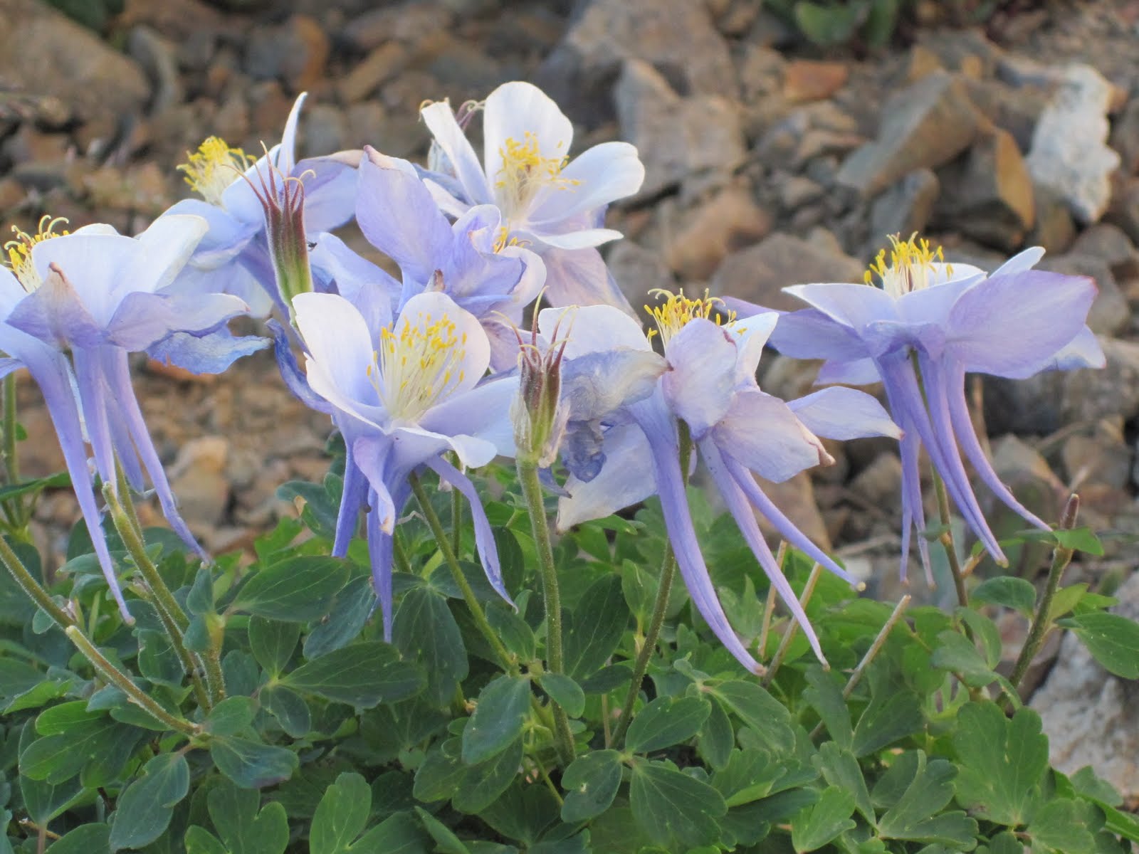 Cannundrums: Colorado Blue Columbine