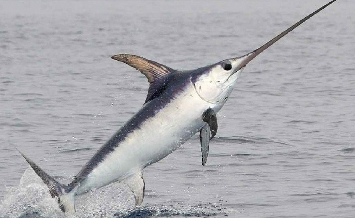 Ikan Todak - Perumperindo.co.id