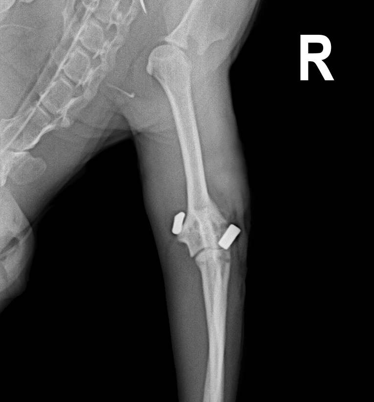 ARTROVET: Luxación de codo en gato